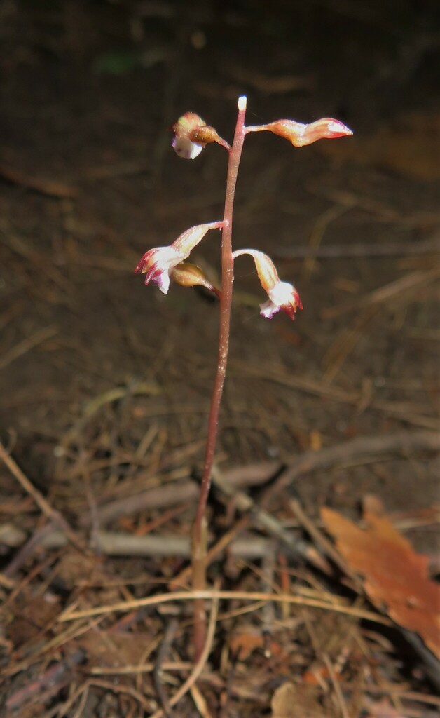 autumn coralroot in August 2023 by SueMPierce · iNaturalist