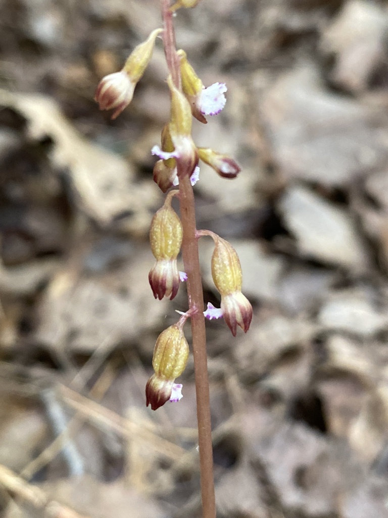 autumn coralroot in September 2023 by Ruth Brooks. Corallorhiza ...