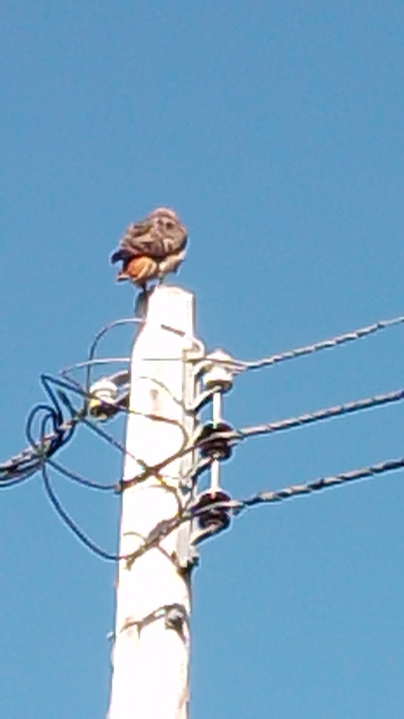 Red-tailed Hawk from Victoria, BC V8P 5R8, Canada on September 1, 2023 ...