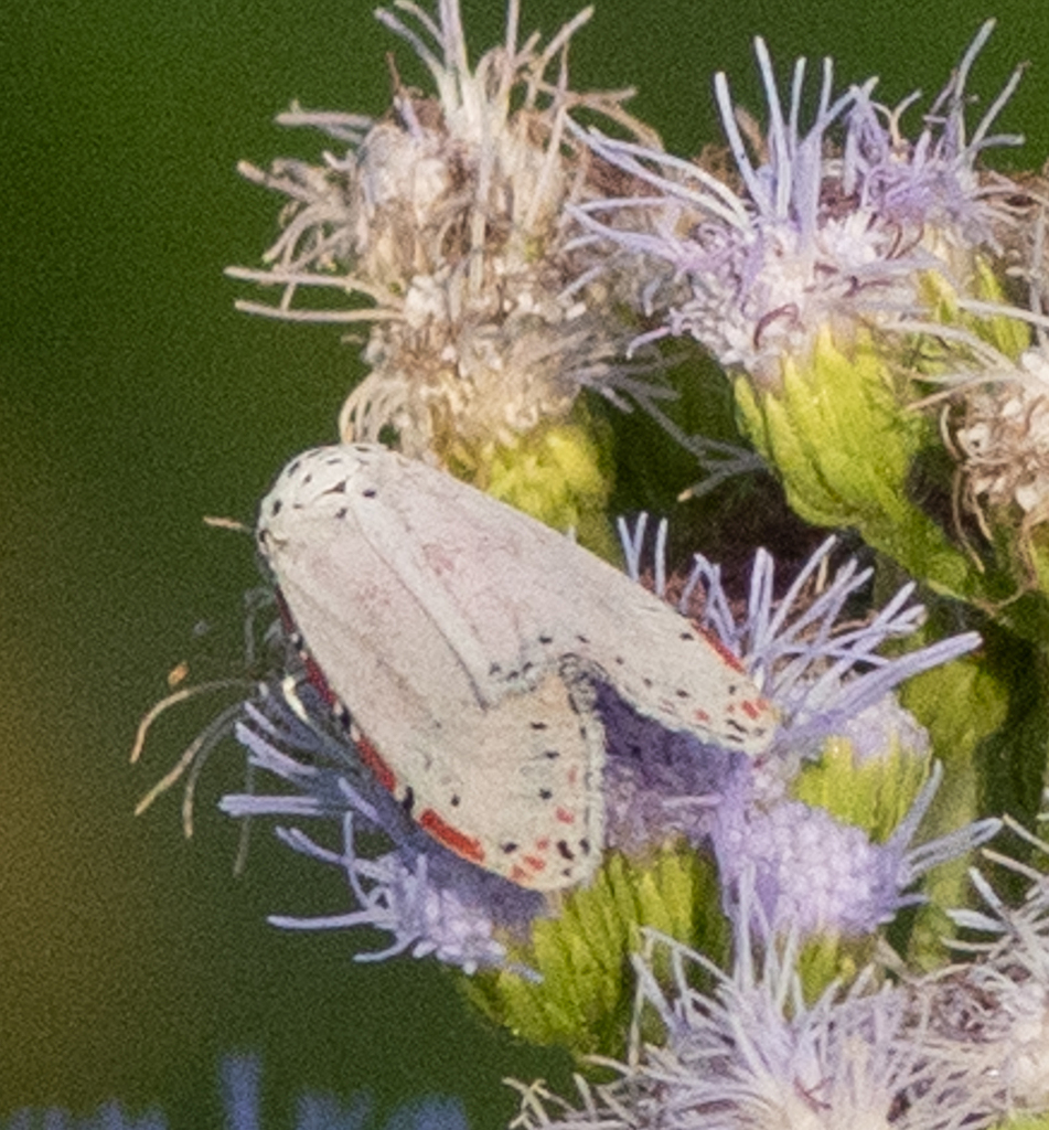 Ornate Bella Moth in September 2023 by Bri-Nat · iNaturalist