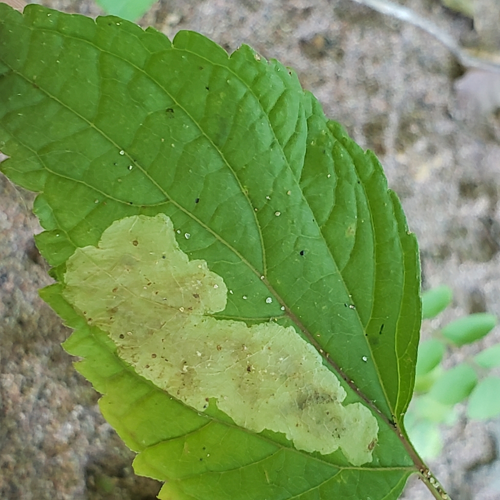 Calycomyza from Erie, PA 16507, USA on September 1, 2023 at 02:22 PM by ...