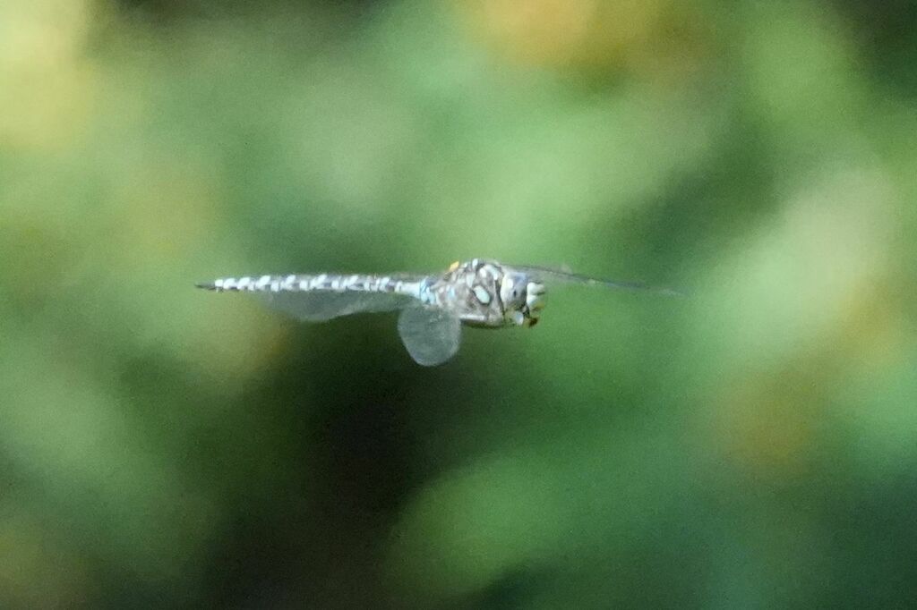 Lake Darner from Leeds and Grenville United Counties, ON, Canada on ...