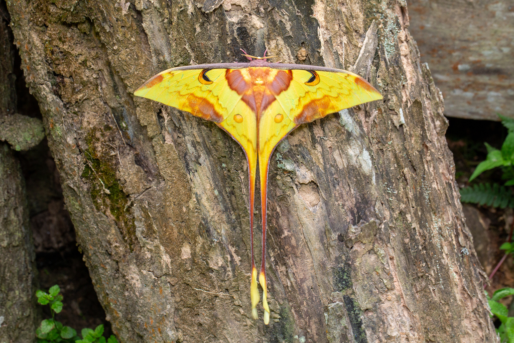Malaysian Moon Moth from Stephens Place, Frasers Hill (2) on July 18 ...