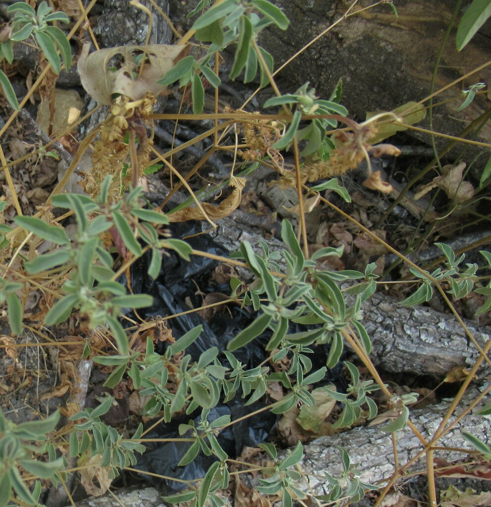 Prairie Tea from Apache Pass, FM 908, Milam County, TX, USA on August ...