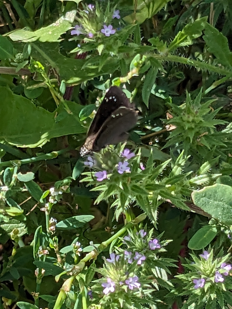 Common Sootywing from Reunion, Commerce City, CO 80022, USA on ...