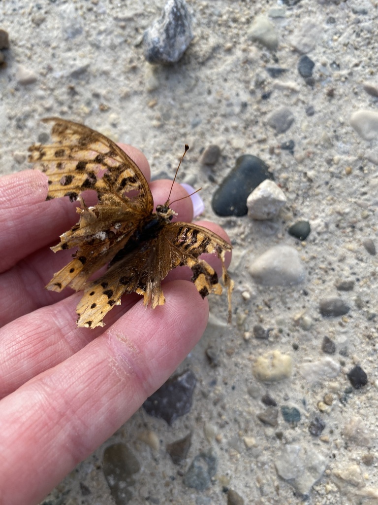 Great Spangled Fritillary from Concession Rd 8, West Grey, ON, CA on ...