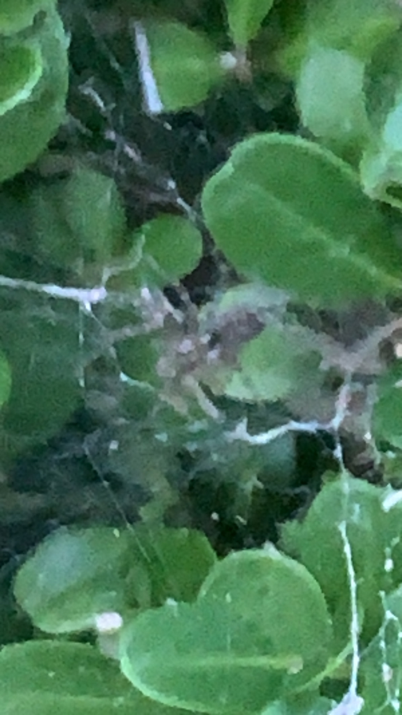 Spiders from Durham on September 1, 2023 at 07:35 PM by Matilda ...