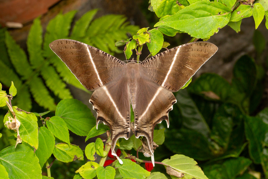 Tropical Swallowtail Moth from Stephens Place, Frasers Hill (2) on July ...
