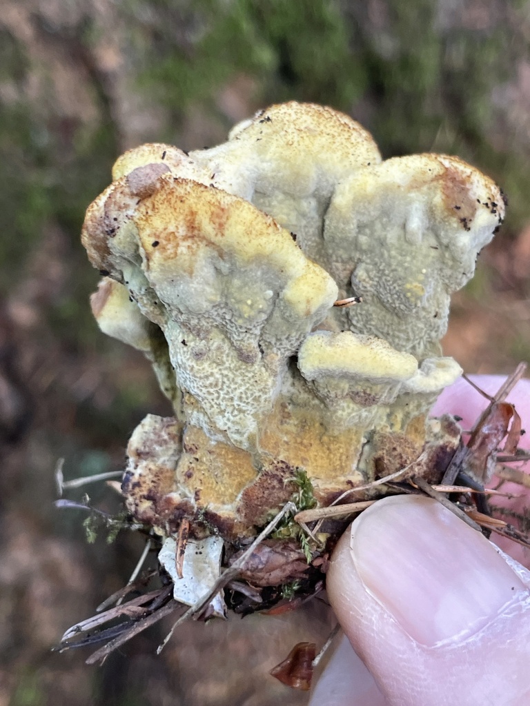 Dyer's Polypore from 165th Ave NE, Bellevue, WA, US on September 1 ...