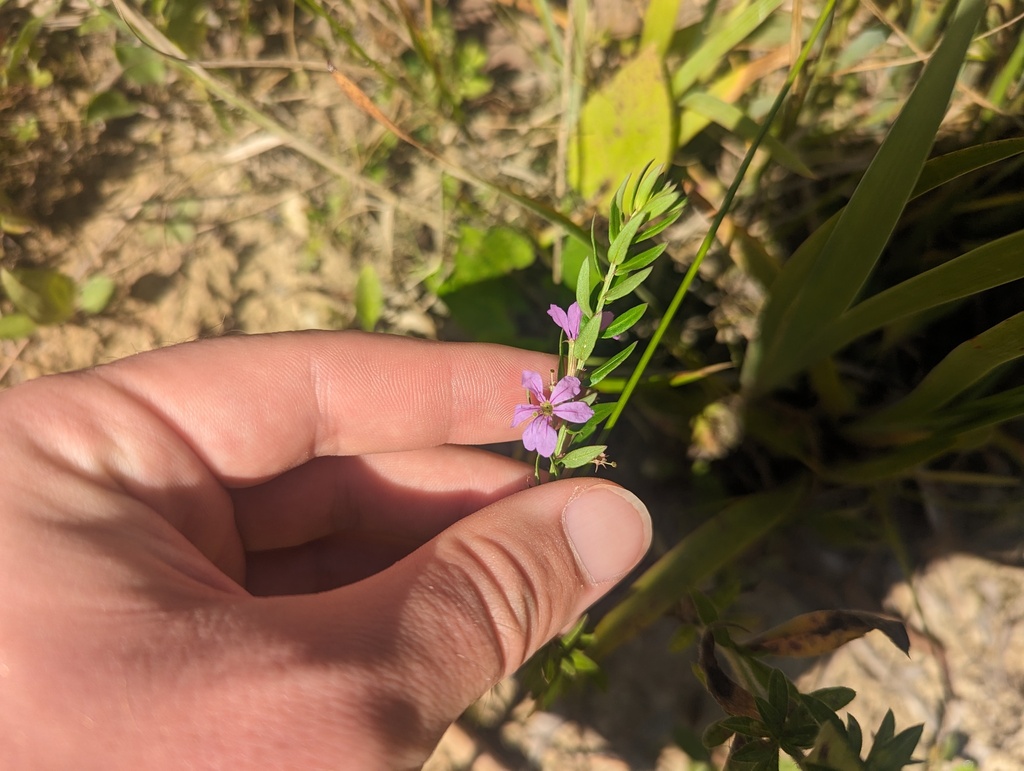 Winged Loosestrife in August 2023 by Ryan Sorrells · iNaturalist