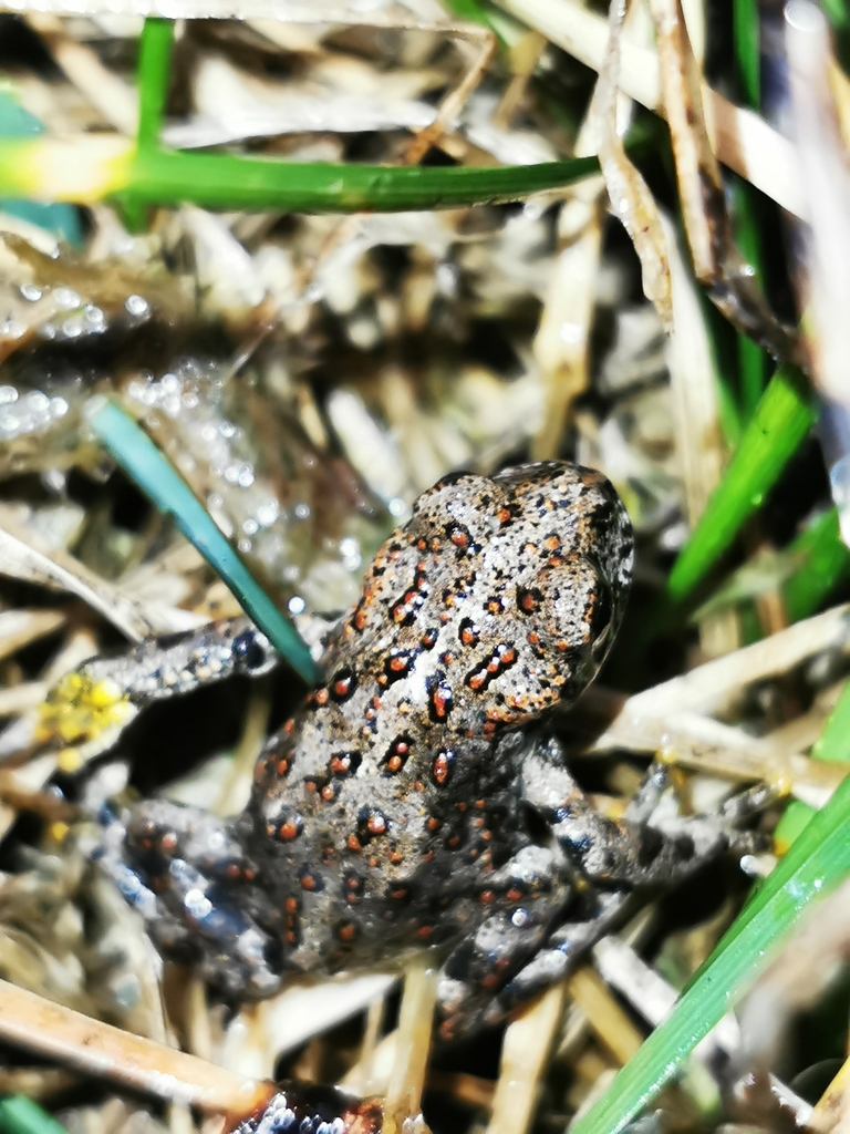Western Toad from Invermere, BC V0A 1K5, Canada on August 31, 2023 at ...