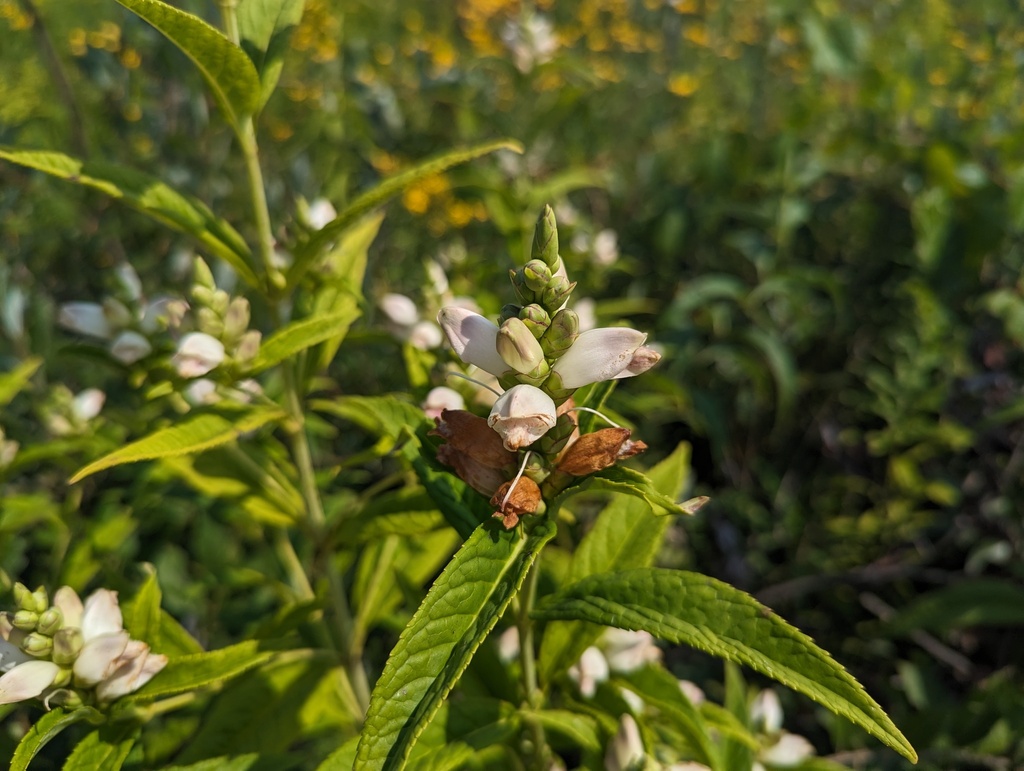 white turtlehead in August 2023 by Ryan Sorrells · iNaturalist