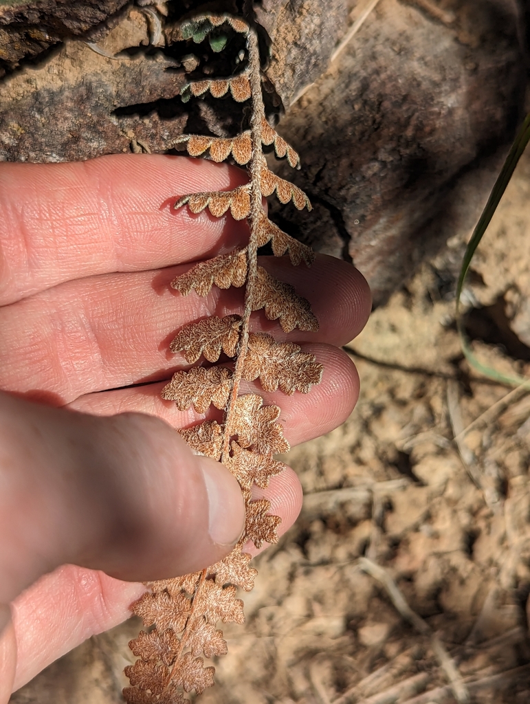 scaly cloak-fern from Chihuahuan Desert Research Institute on September ...