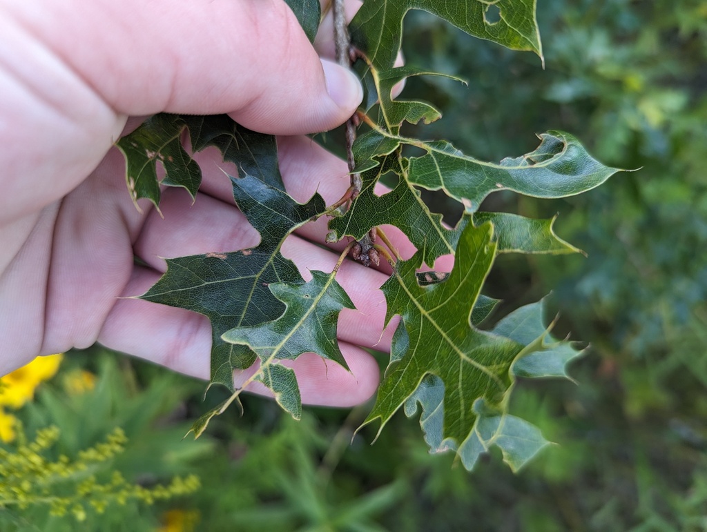 northern pin oak in August 2023 by Ryan Sorrells · iNaturalist