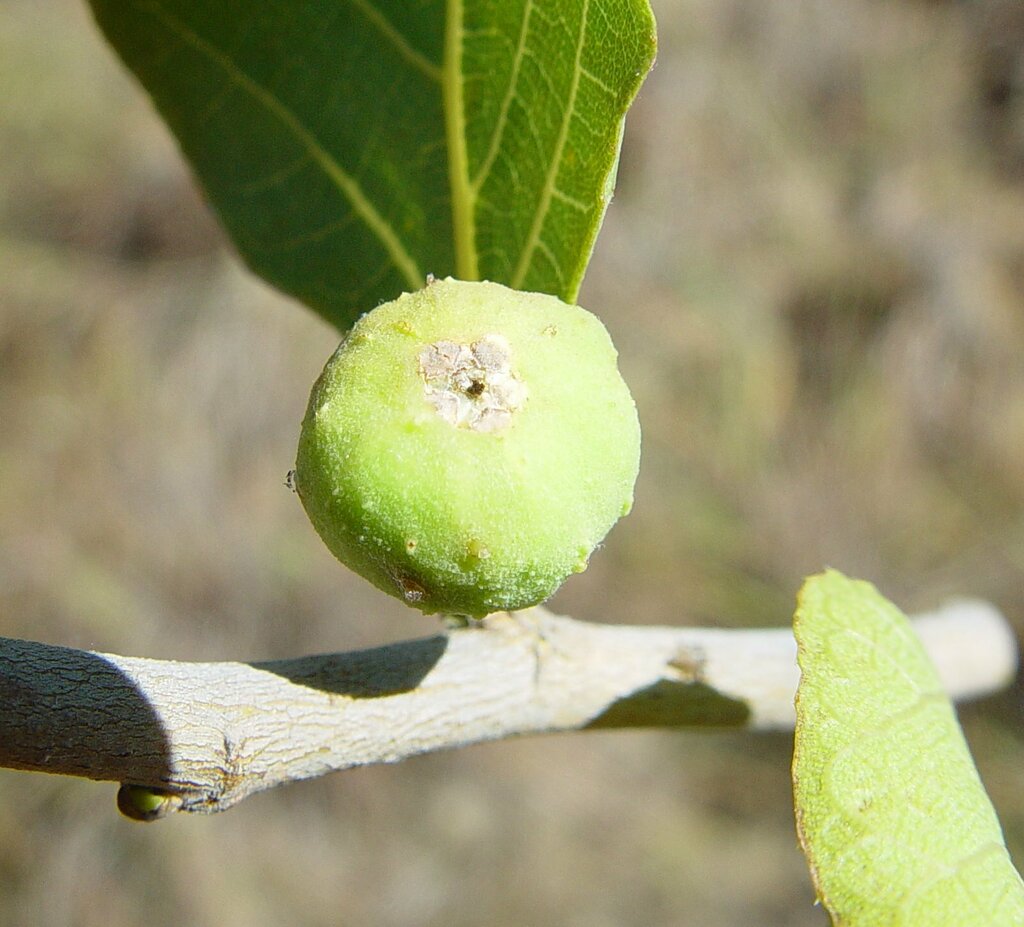 Ficus aculeata from Sturt Creek WA 6770, Australia on June 28, 2005 by ...