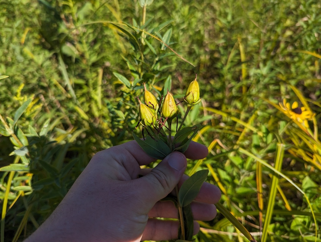 Great St. John's Wort in August 2023 by Ryan Sorrells · iNaturalist