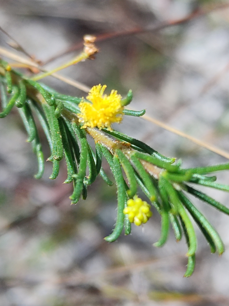 Tiny wattle from Poona QLD 4650, Australia on September 2, 2023 at 10: ...