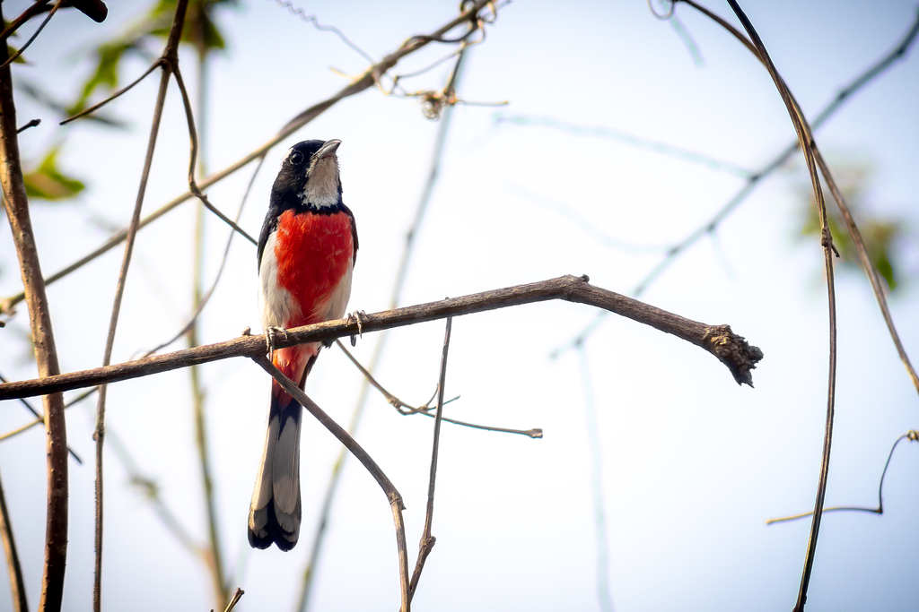 Red-breasted Chat from Cihuatlán, Jal., México on June 19, 2023 at 08: ...