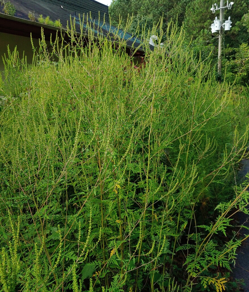 common ragweed from Mountain Park, GA, USA on September 1, 2023 at 09: ...