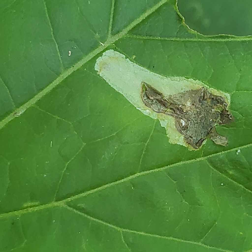 Calycomyza from Erie, PA 16507, USA on September 1, 2023 at 02:34 PM by ...