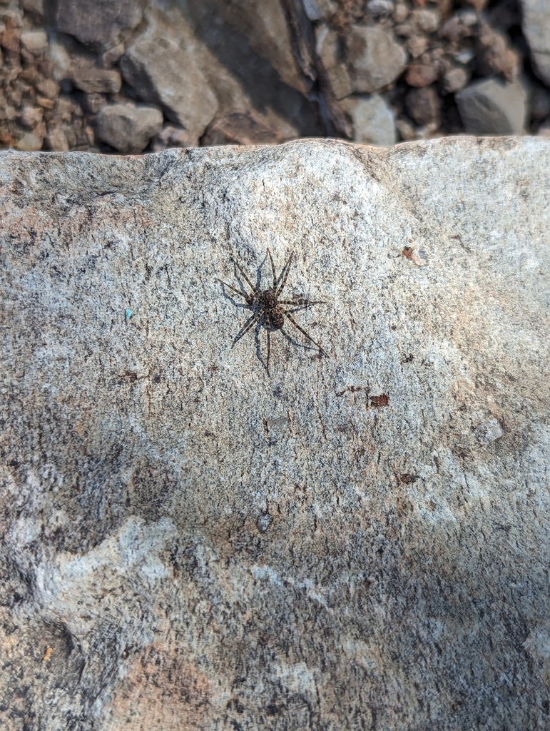 Thin-legged Wolf Spiders from Fort Davis, TX 79734, USA on September 1 ...