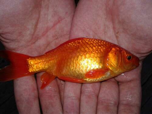 Carassin (Poissons d'eau douce du Québec ) · iNaturalist