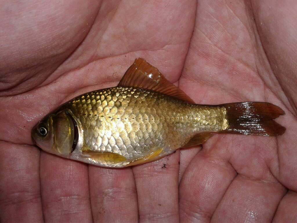 Carassin (Poissons d'eau douce du Québec ) · iNaturalist