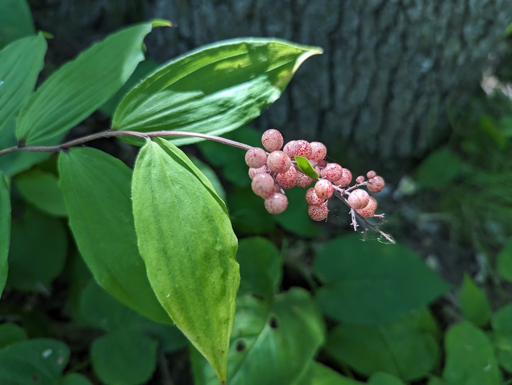 eastern Solomon's plume in September 2023 by Ryan Sorrells · iNaturalist