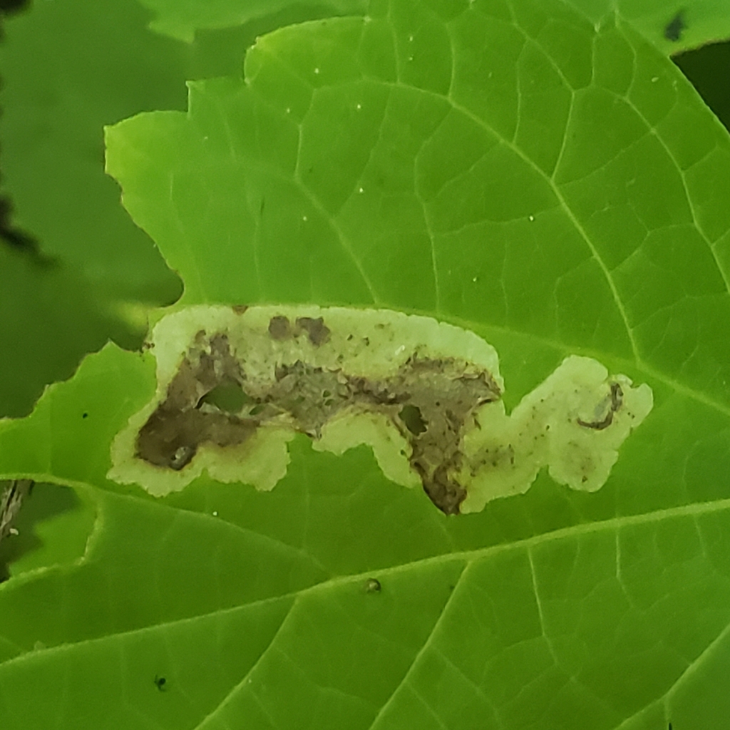 Calycomyza from Erie, PA 16507, USA on September 1, 2023 at 02:35 PM by ...