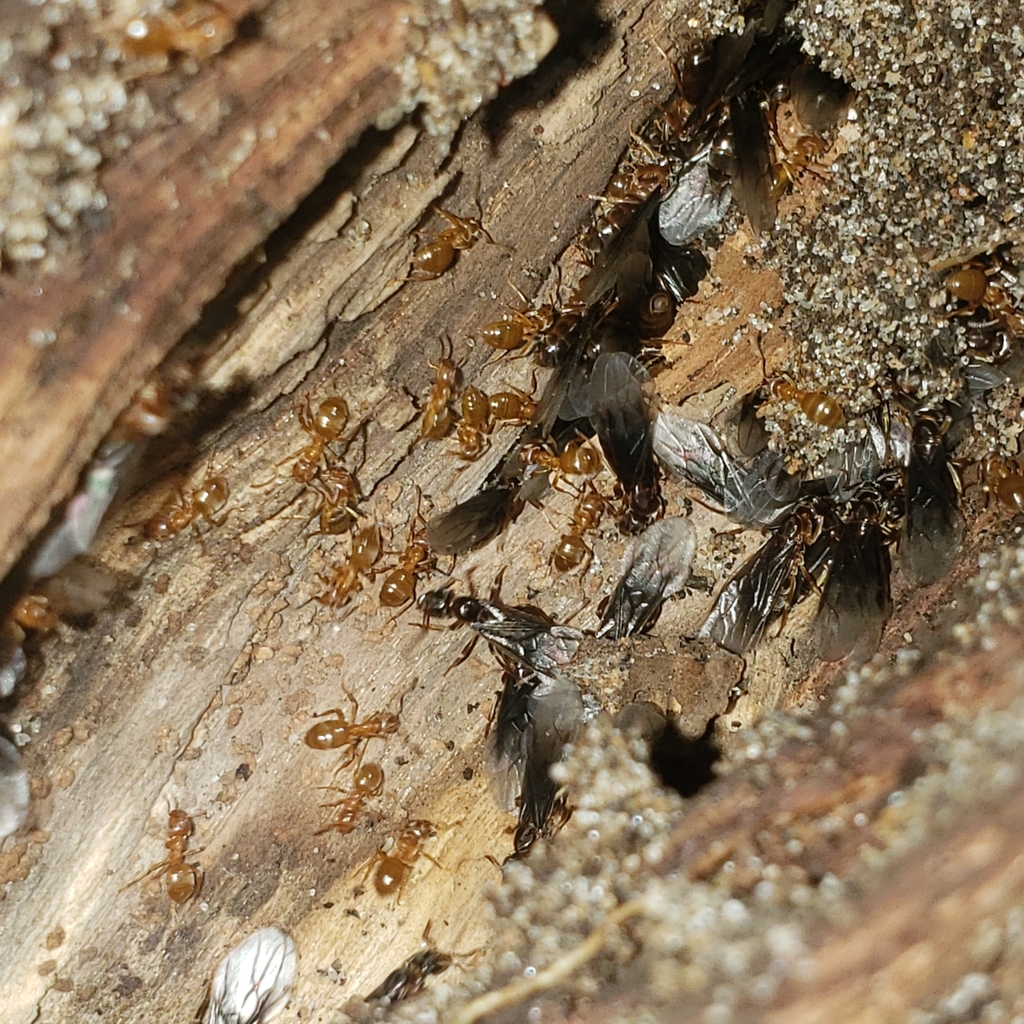 Shaded Fuzzy Ant from Erie, PA 16507, USA on September 1, 2023 at 02:40 ...