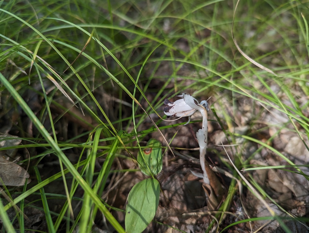Ghost Pipe in September 2023 by Ryan Sorrells · iNaturalist