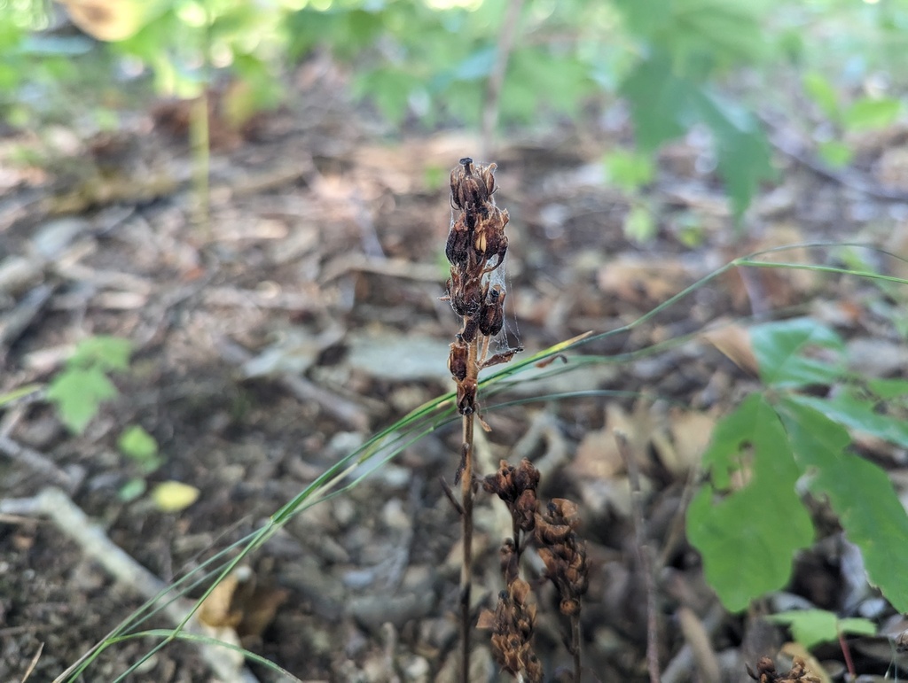 pinesap in September 2023 by Ryan Sorrells · iNaturalist