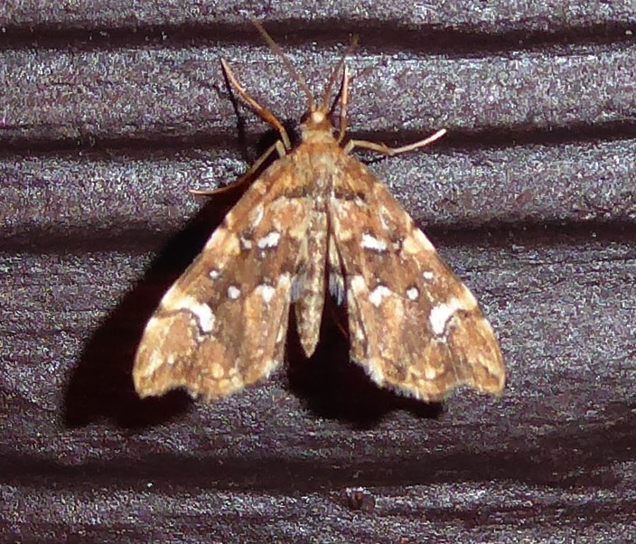 Golden-brown Fern Moth (I.D. Guide to Micro-Moths of NZ's Kauri Kingdom ...