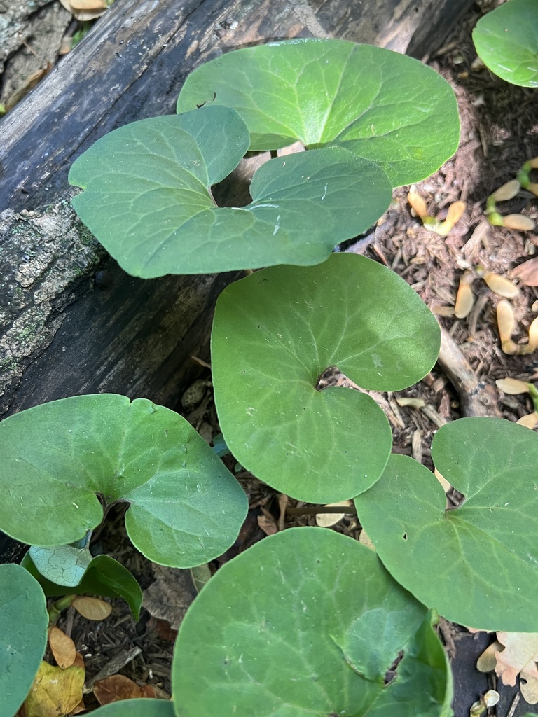 Canadian wild ginger from SUNY College of Environmental Science and ...