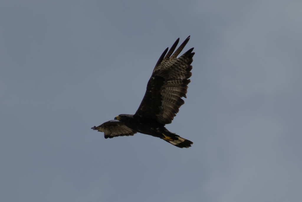 Zone-tailed Hawk from Sta Rita, 97702 Tizimín, Yuc., México on August ...