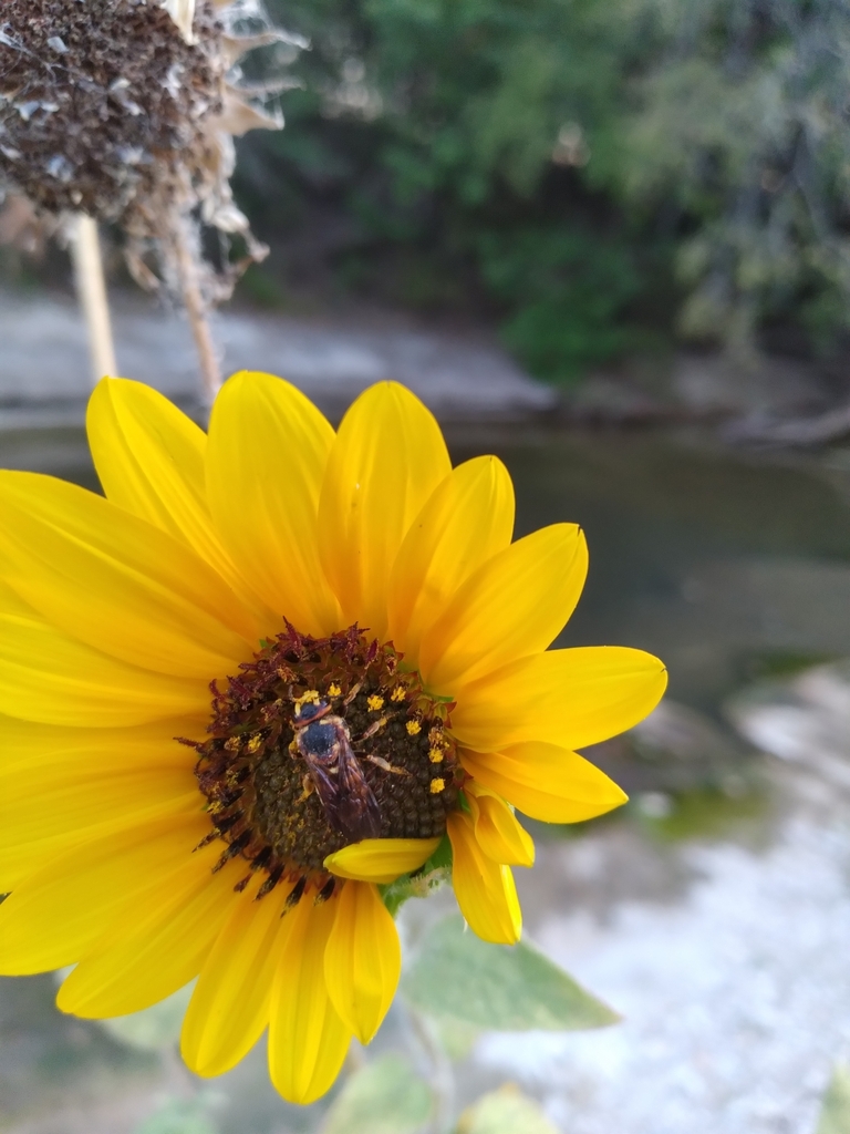 Curved Pebble Bee from Duncanville, TX 75137, USA on September 1, 2023 ...