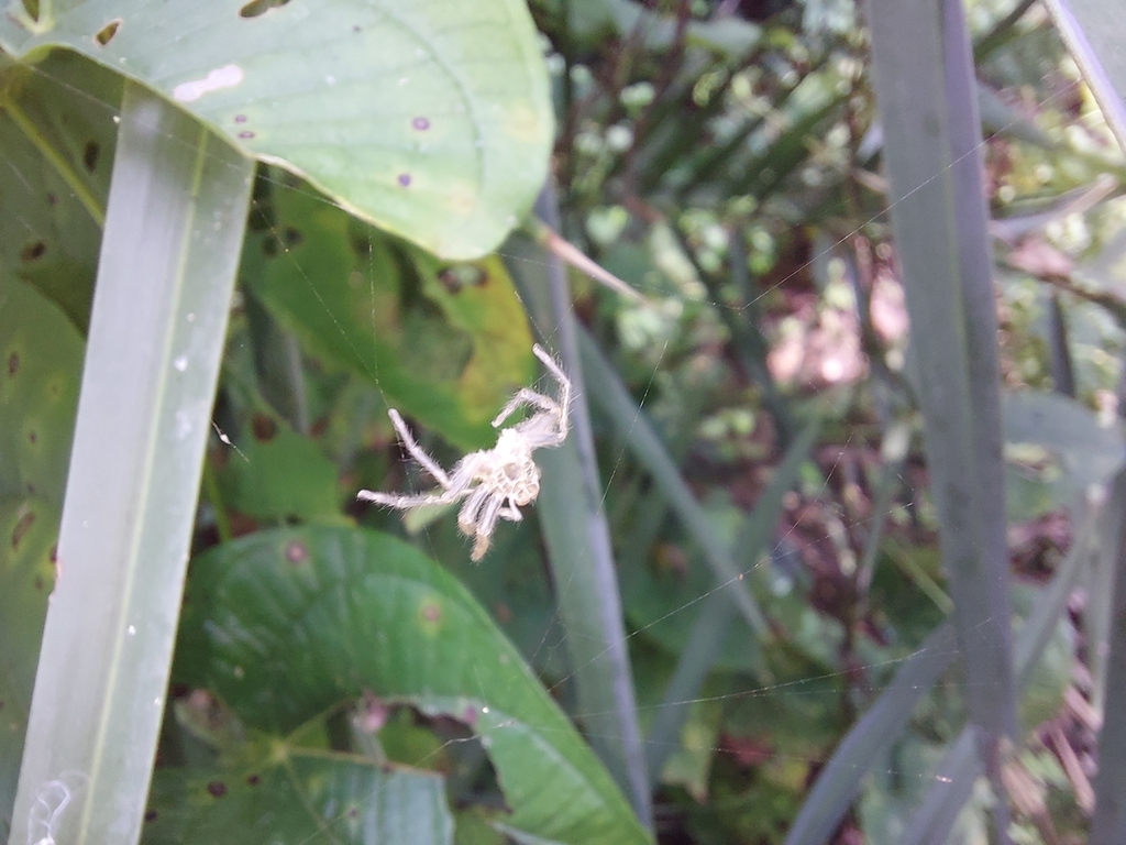 Spiders from Sandor, Maharashtra, India on August 31, 2023 at 09:21 AM ...