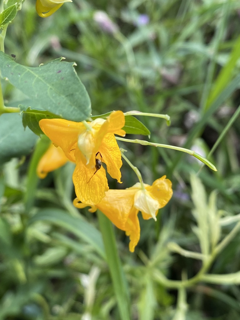 common jewelweed in September 2023 by millerj25 · iNaturalist