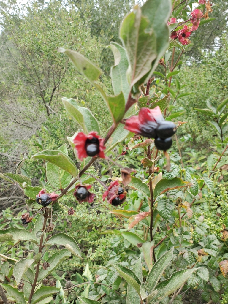 twinberry honeysuckle from El Cerrito, CA 94530, USA on September 1 ...