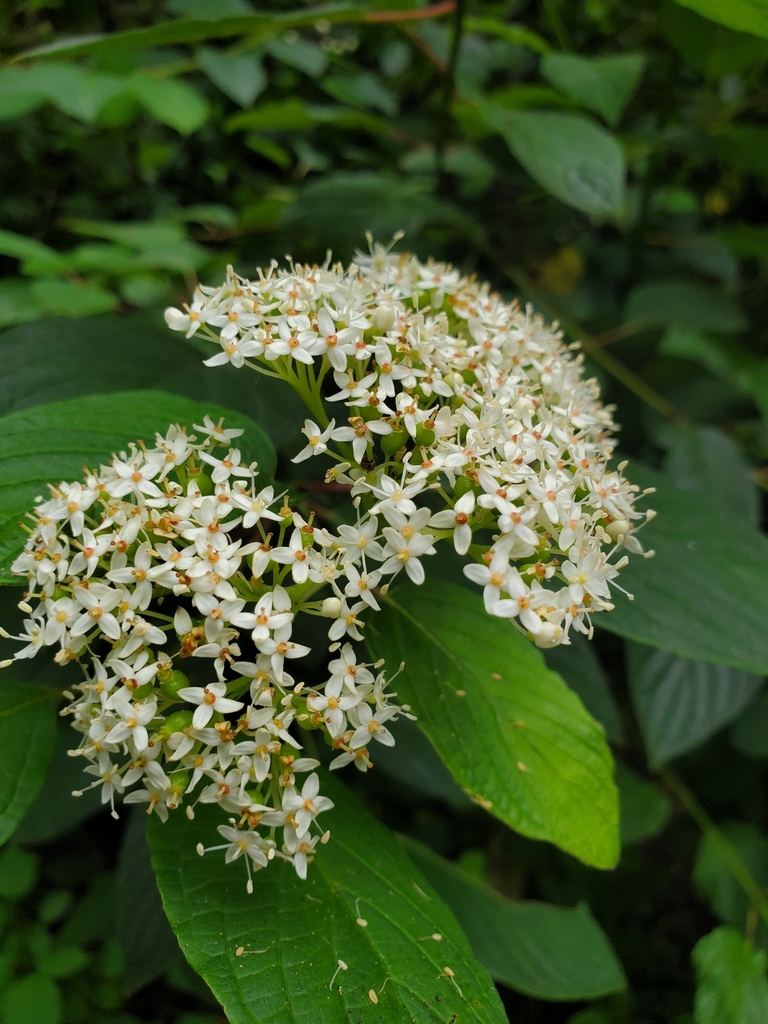 red osier dogwood from Berkeley, CA 94708, USA on September 1, 2023 at ...