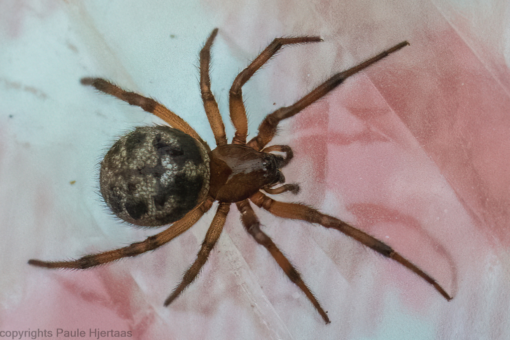marbled cobweb spider from Marquis No. 191, SK, Canada on June 30, 2023 ...