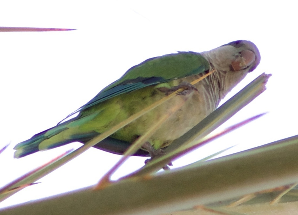 Monk Parakeet from Lincoln Rd, Miami Beach, FL, US on September 1, 2023 ...