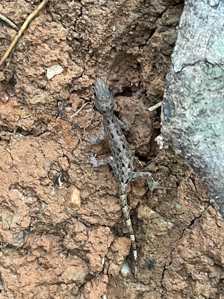 Brilliant South American Gecko from Trinidad, Trinidad and Tobago, TT ...