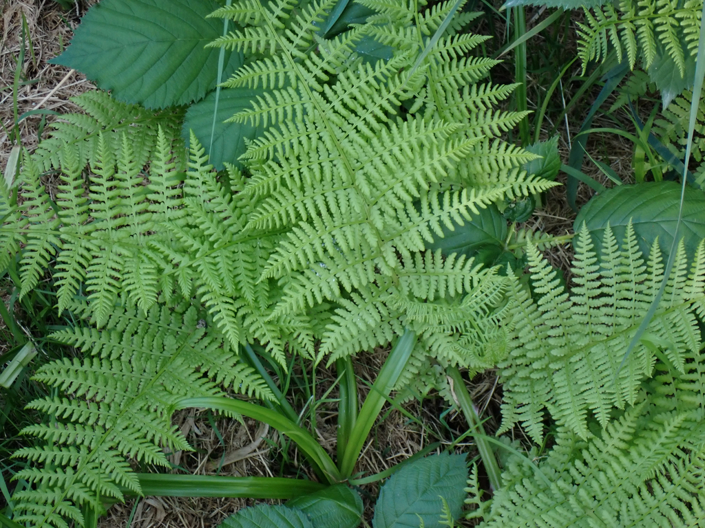 lady fern from Burnaby, BC, Canada on 01 September, 2023 at 03:33 PM by ...
