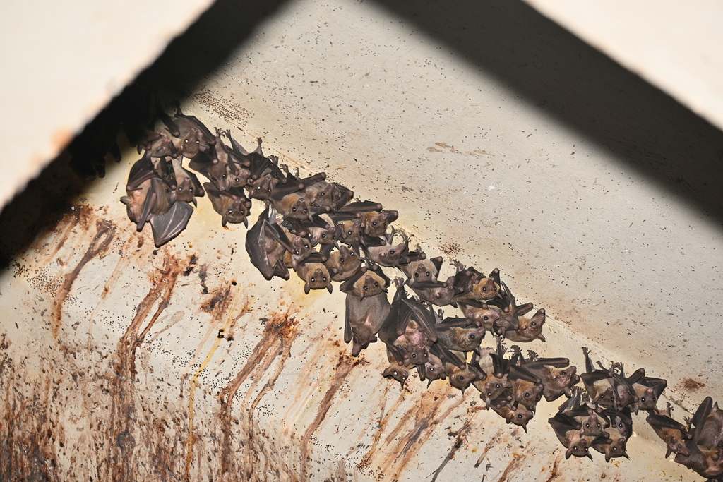 Lesser Dawn Bat in September 2023 by zicky · iNaturalist