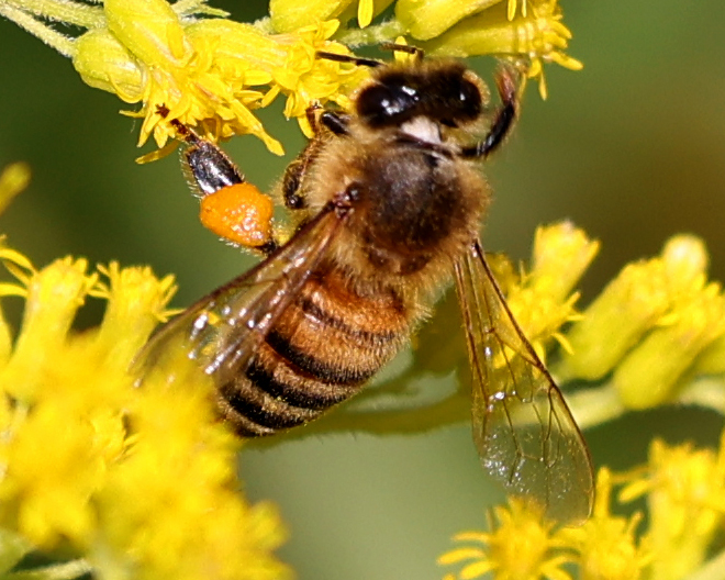 Western Honey Bee from Shepard Settlement, Onondaga County, NY, USA on ...