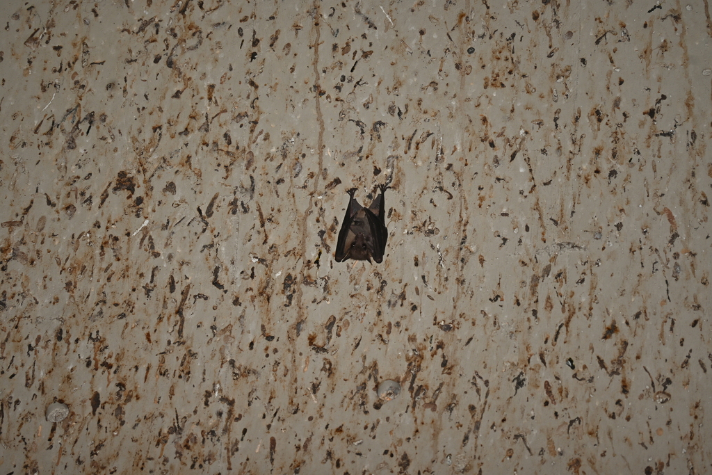 Lesser Dawn Bat in September 2023 by zicky · iNaturalist