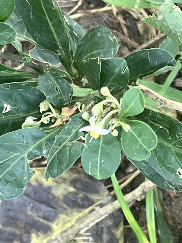 nightshades from Chumukedima, Dimapur, NL, IN on September 2, 2023 at ...