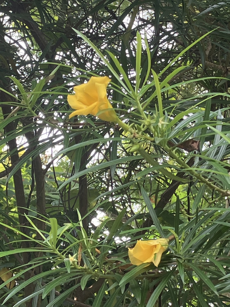 Be-still tree from Chumukedima, Dimapur, NL, IN on September 2, 2023 at ...