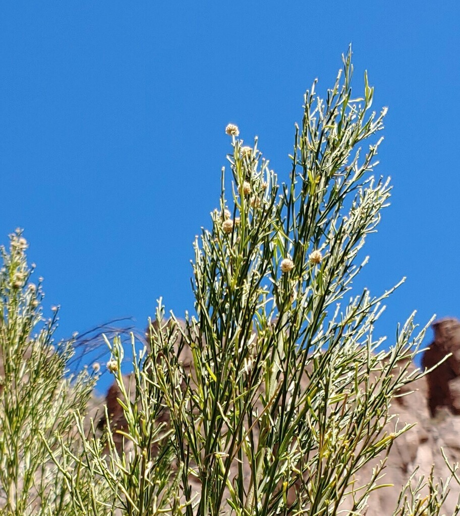 Desert Broom from Tonto National Forest, Arizona 85263 on March 17 ...